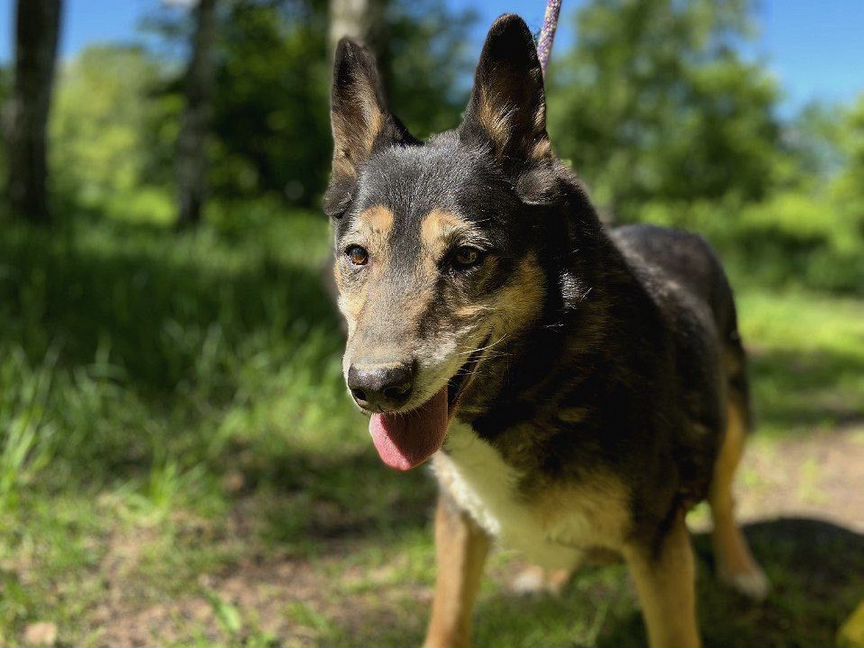 Собака всю жизнь в приюте