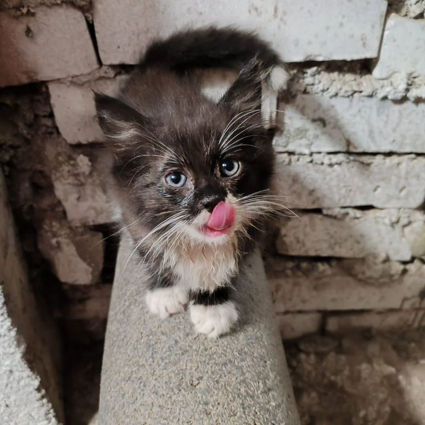 Котята