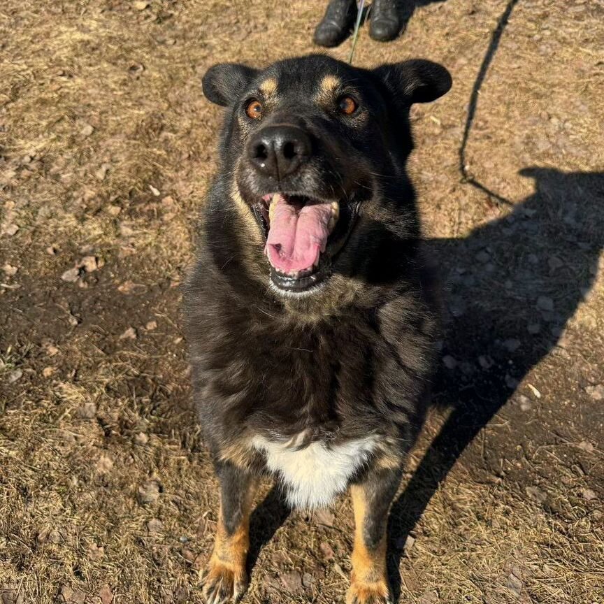 Помогите собаке с кормом