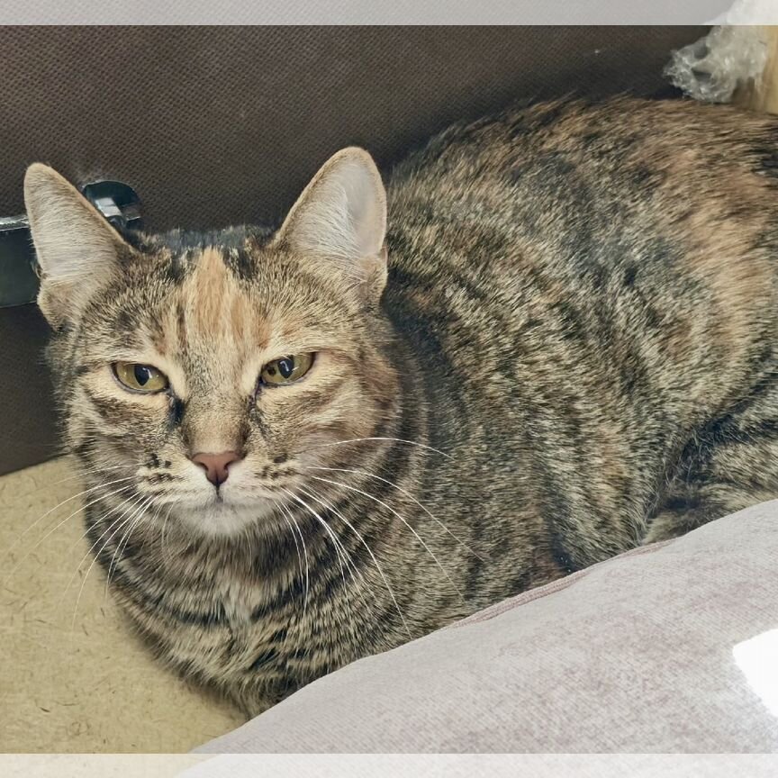 Взрослая, кошка в добрые руки