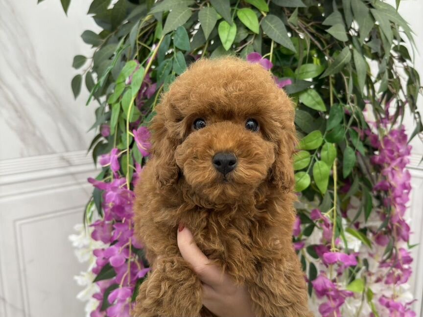 Той-пудель ред браун мальчик РКФ