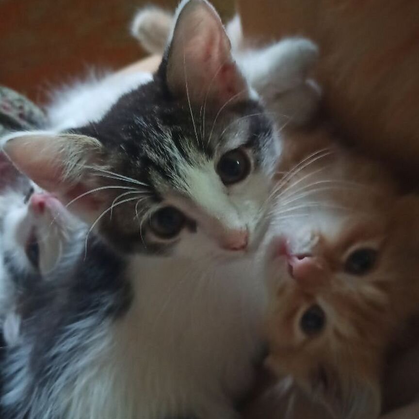 Котята милашки