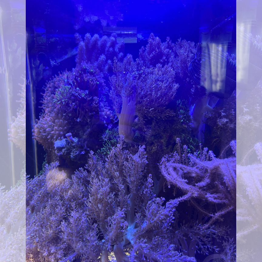 Морские кораллы