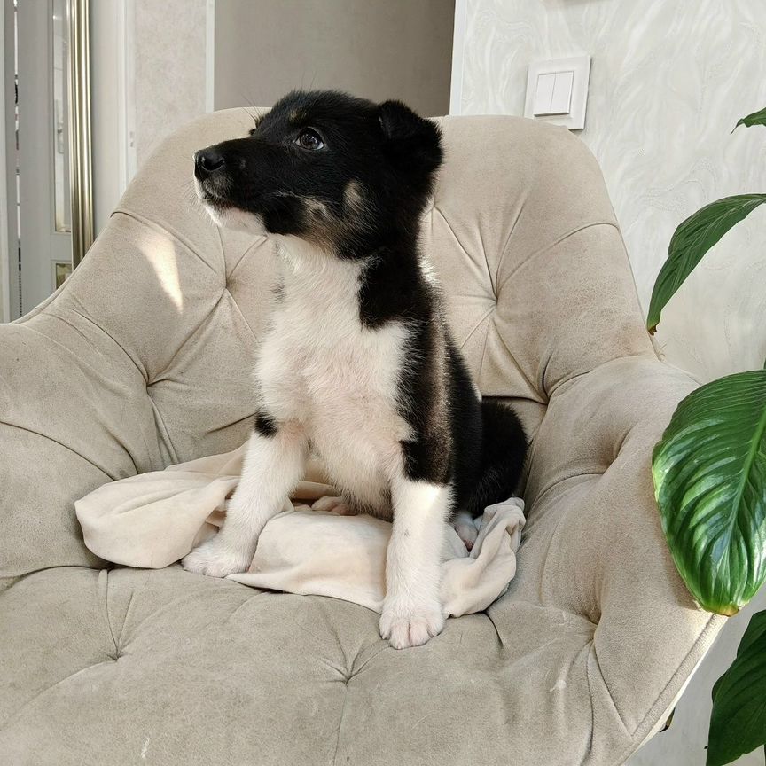 Щенок в добрые руки