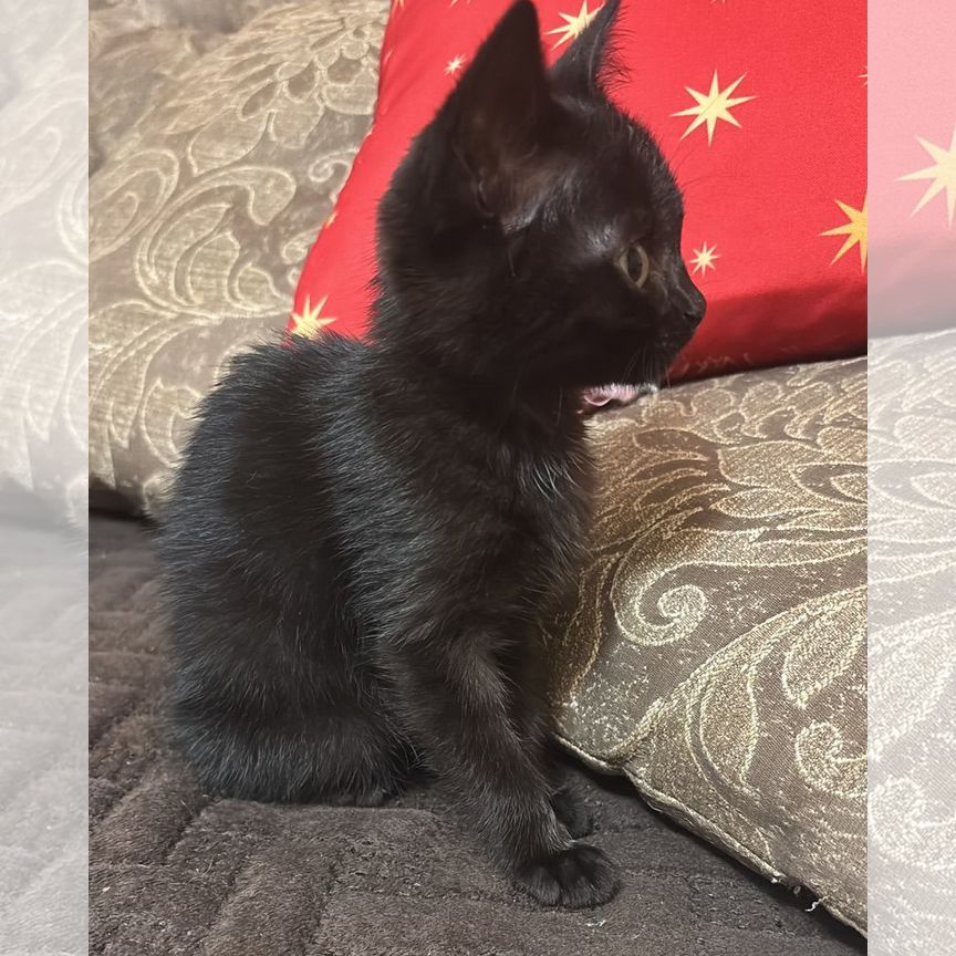 Котенок