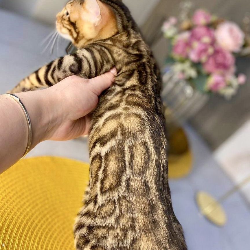 Бенгальские котята с документами