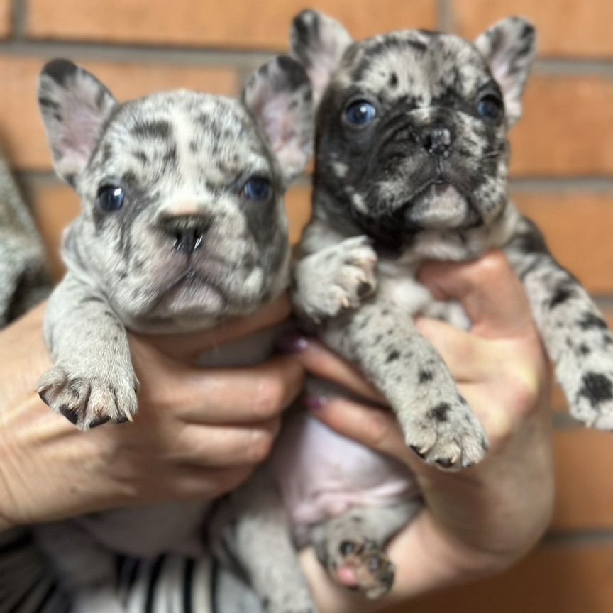 Мальчики фрацузского бульдога