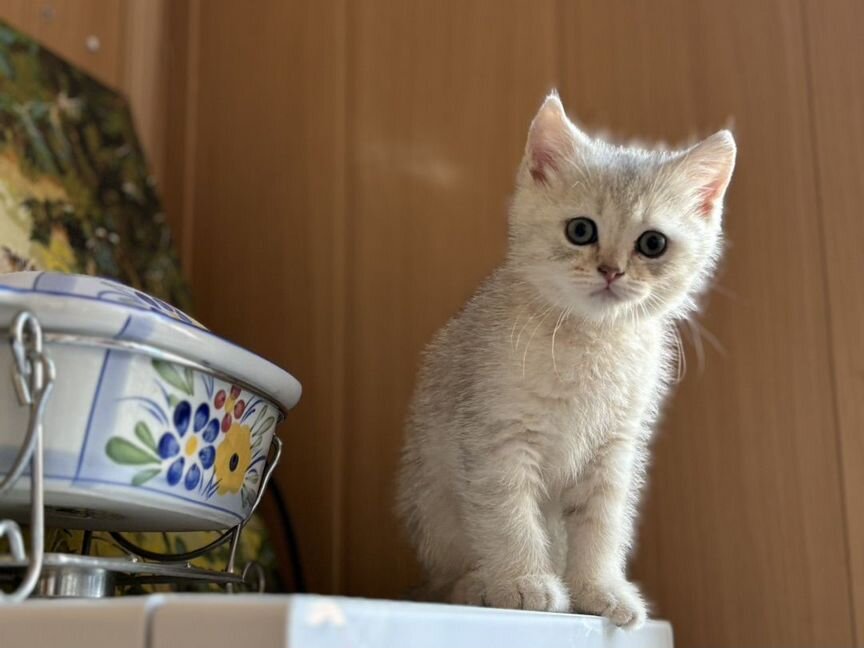 Шотландский котёнок