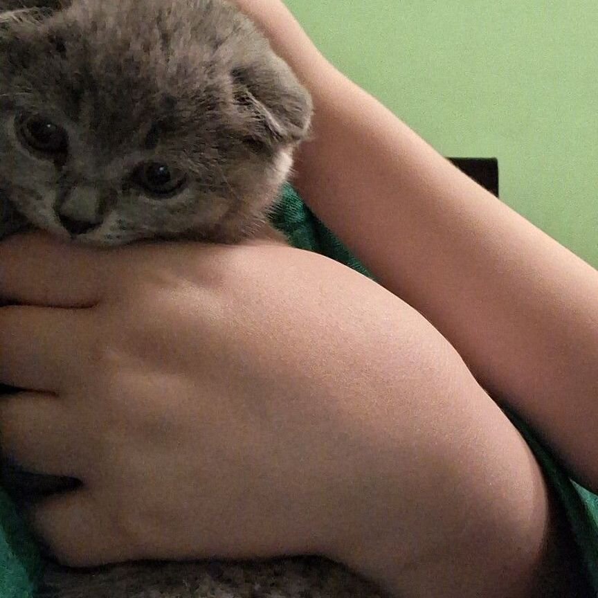 Шотландский вислоухий длинношёрстный котёнок