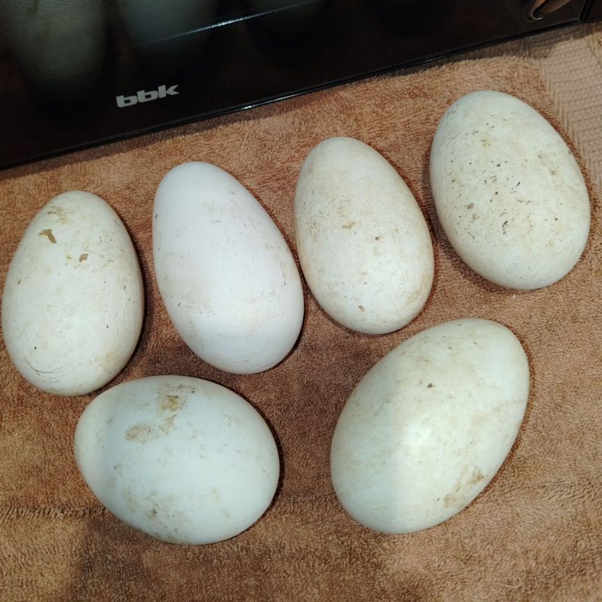 Инкубационное яйцо порода крупный серый шт