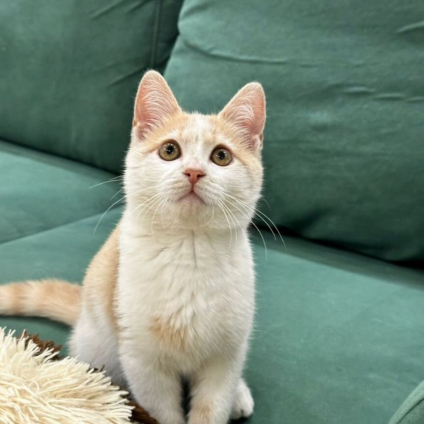 Котик в добрые руки