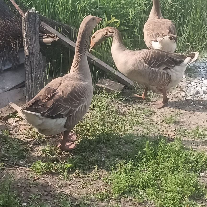 Продам семью гусей