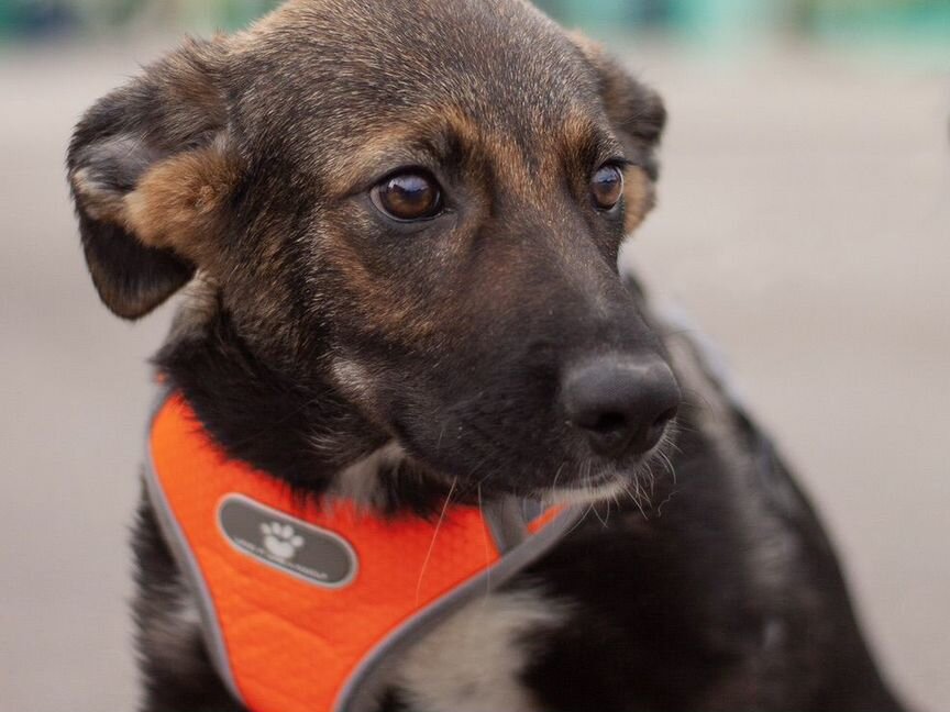 Милый щенок в добрые руки