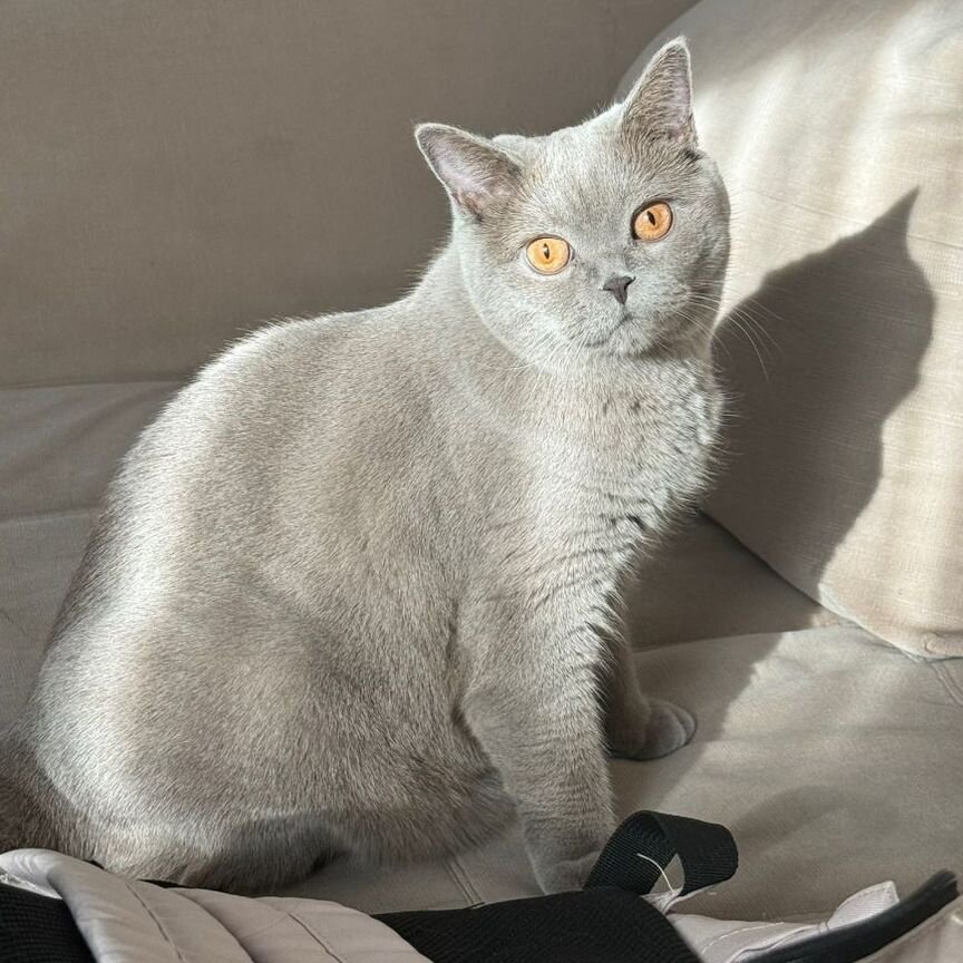 Британская короткошёрстная, взрослая кошка
