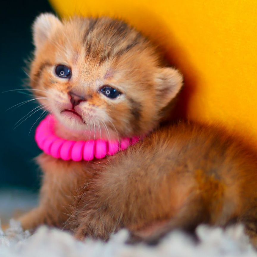 Британский короткошёрстный котёнок