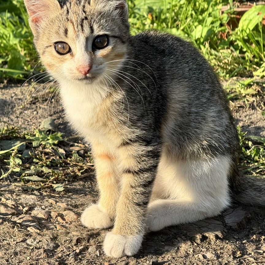 Котенок в добрые руки