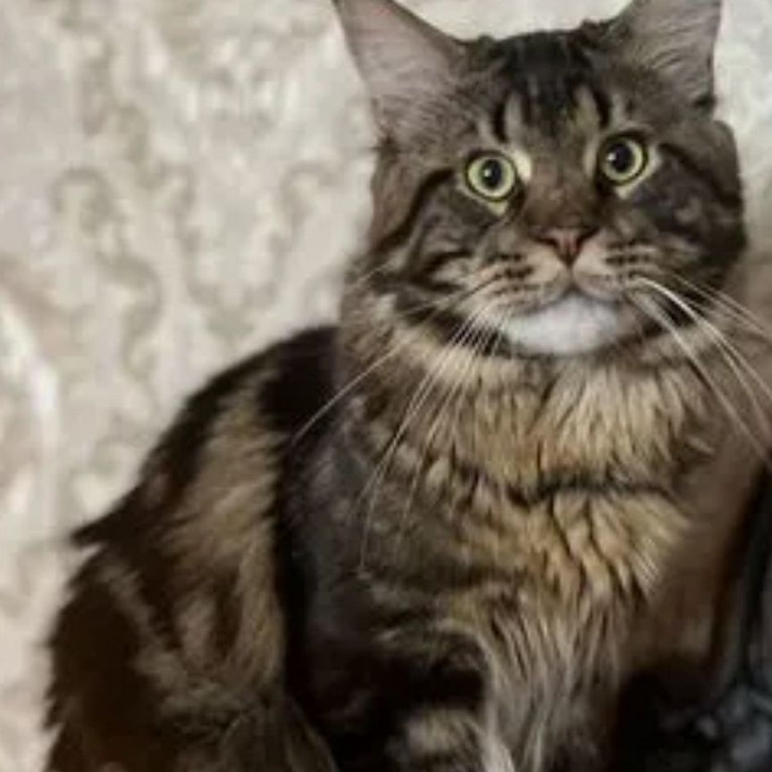 Мейн-Кун кот