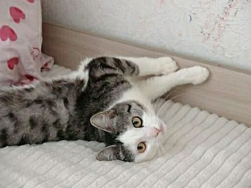 Кот кастрирован 2 года