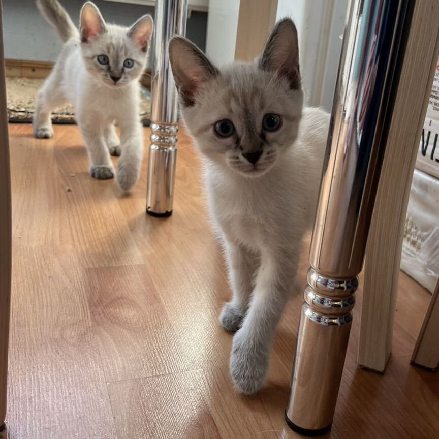 Котенок тайский табби поинт мальчик