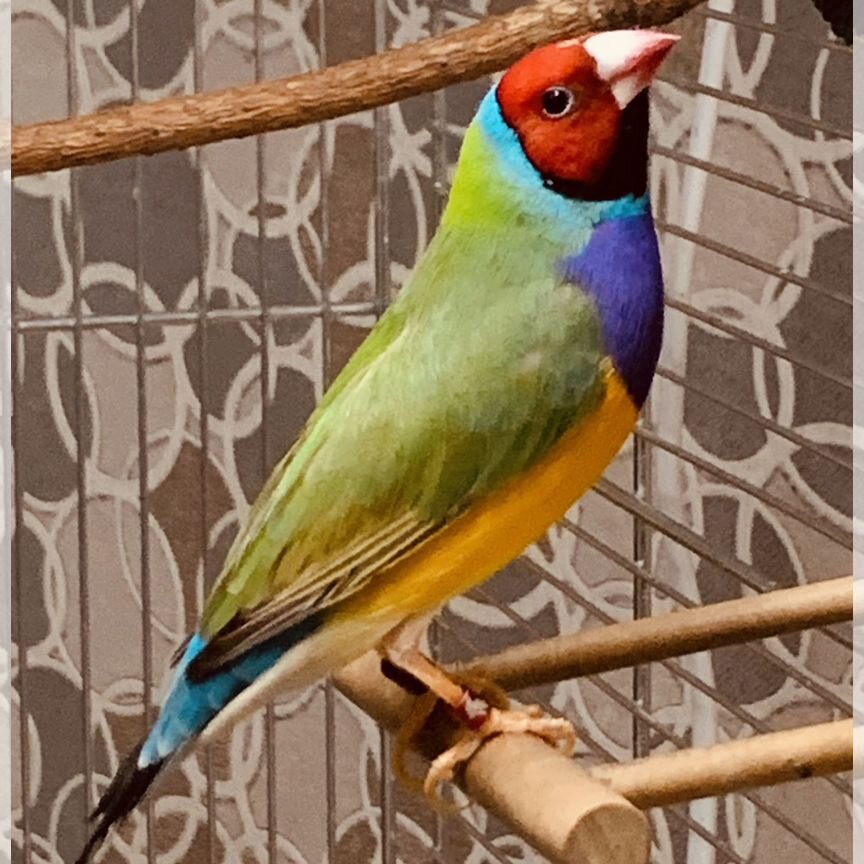 Амадины Гульда