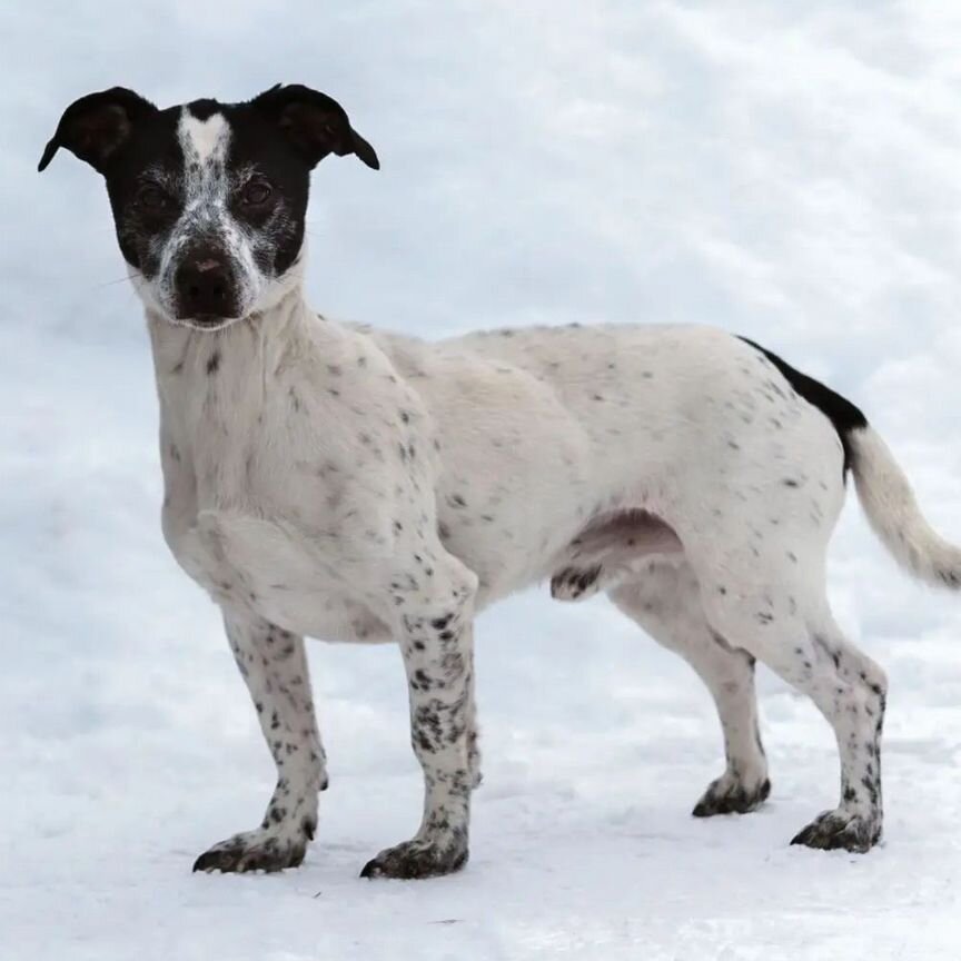 Взрослый пёс в добрые руки