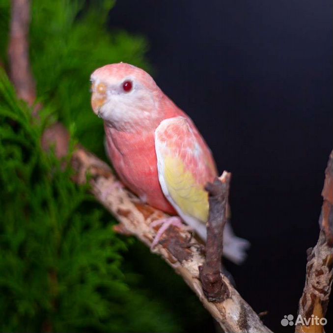 Пара травяных попугаев (боурки)