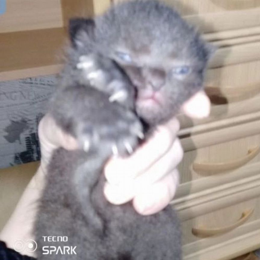 Чаузи котёнок