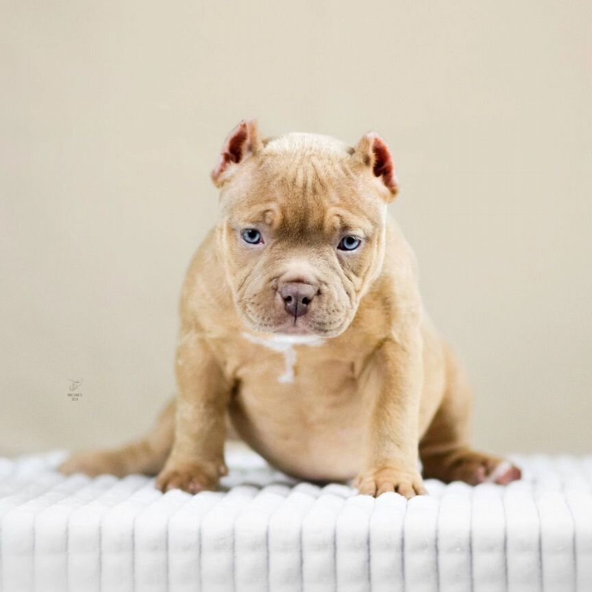 Амбулли покет