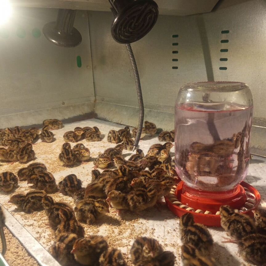 Перепела суточные Эстонской породы