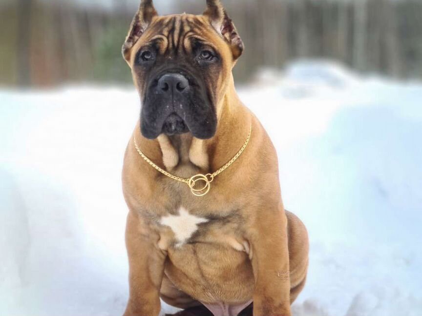 Крепкий мускулистый брутал