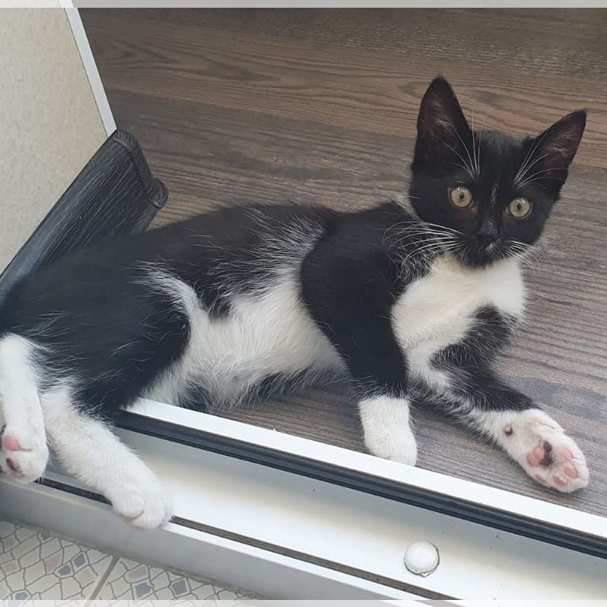 Котенок ищет любящих родителей