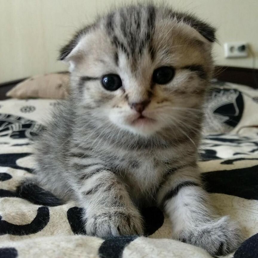 Шотландские вислоухие котята