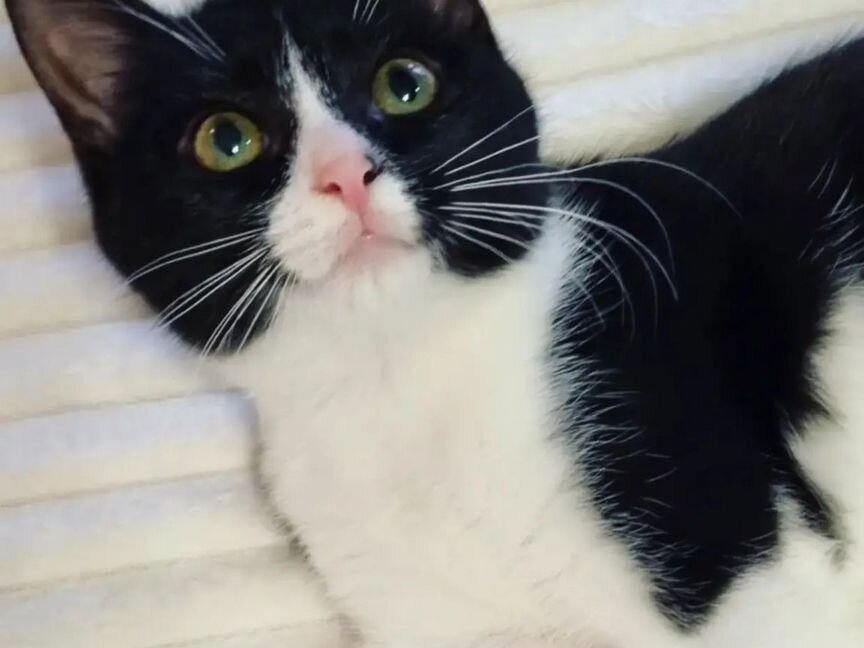 Котенок ищет Дом