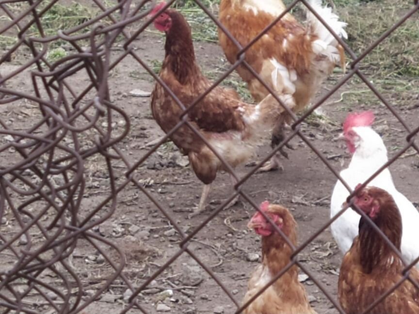Куры несушки ломан браун продам