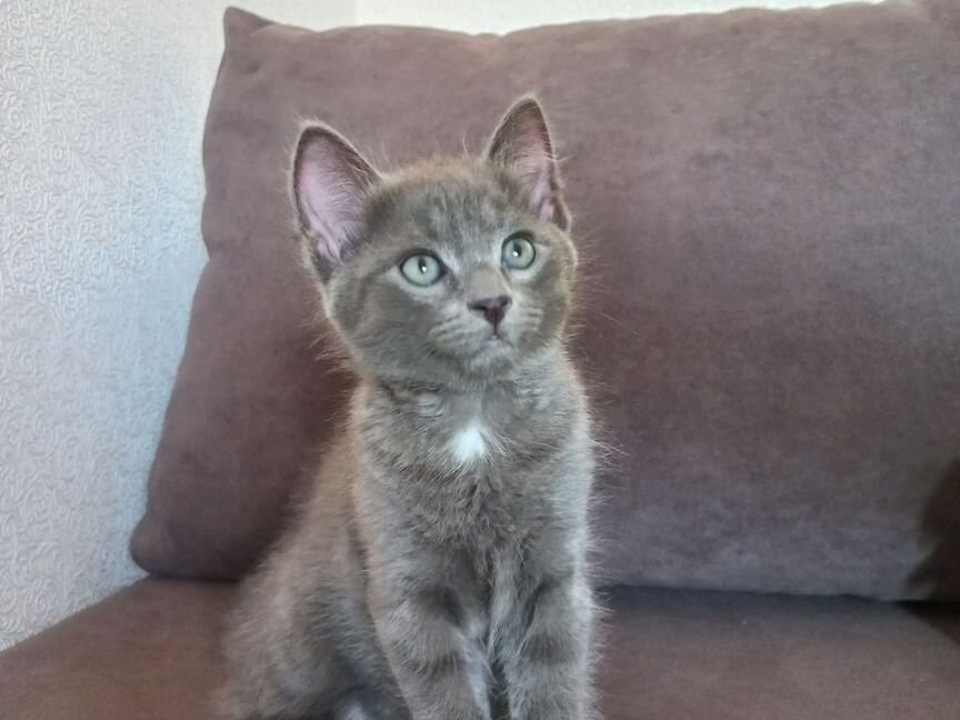 Котята мать невская маскарадная