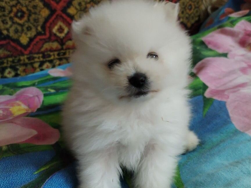 Щенки померанского шпица