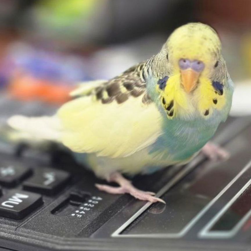 Волнистые попугаи, птенцы ("получехи")