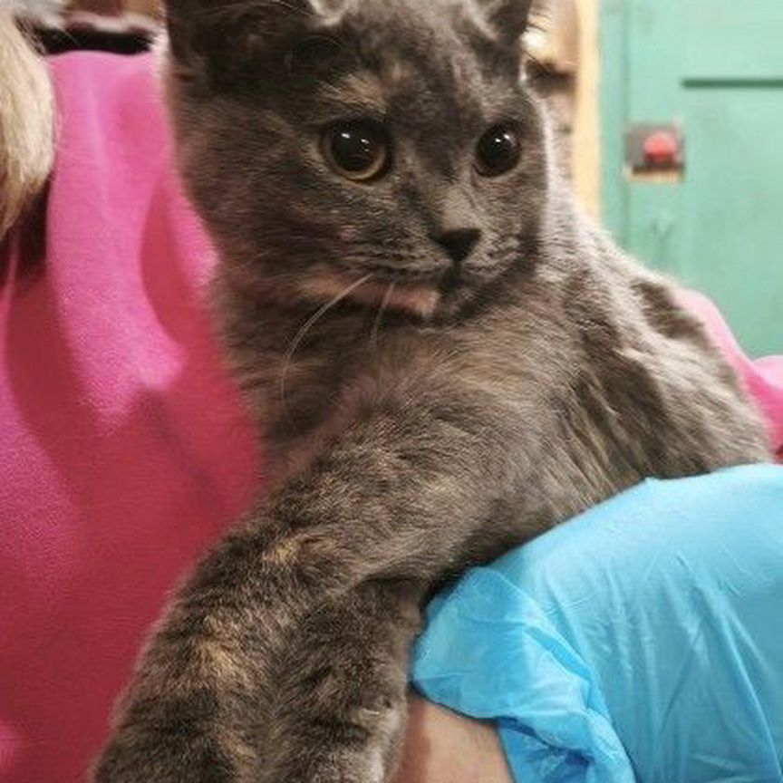 Котёнок девочка поместь с британцем