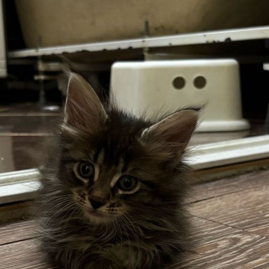 Мейн-кун котёнок