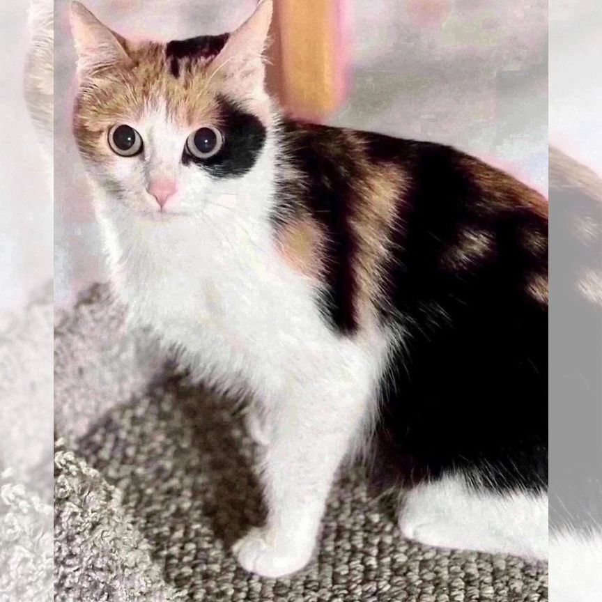 Никто не замечает кошечку