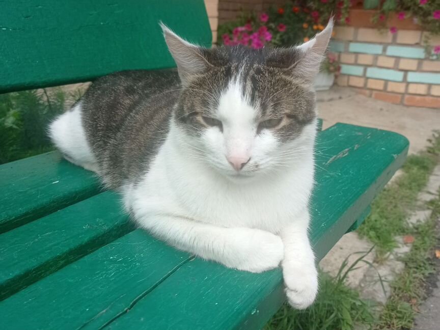 Котик Барсик