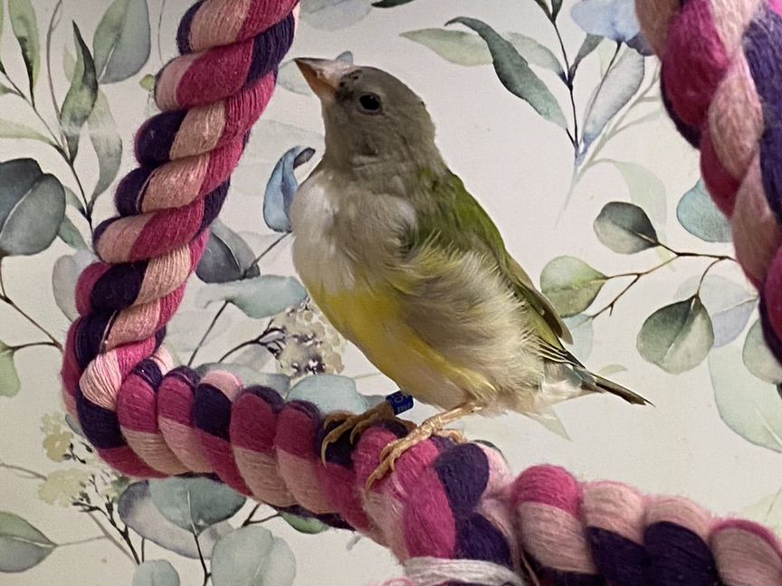 Самочки амадина гульда лето 2023