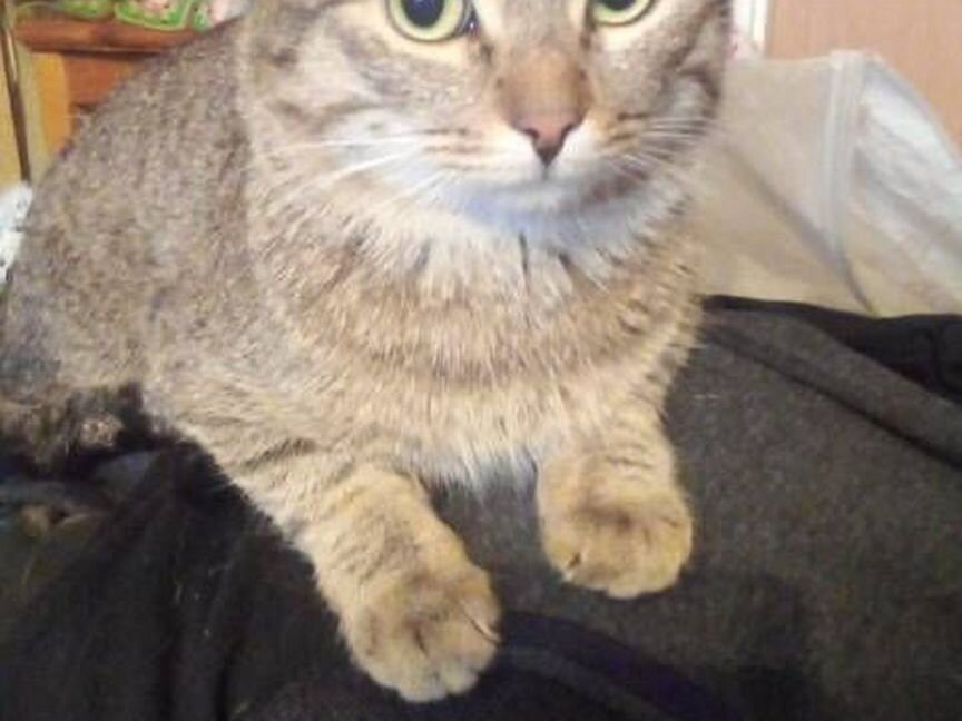Кот Тиграша