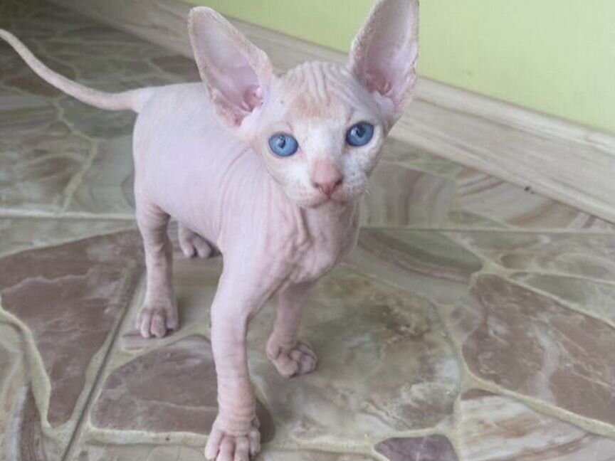 Канадский сфинкс котенок девочка