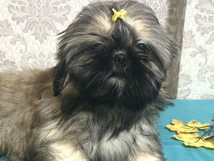 Собака ши-тцу