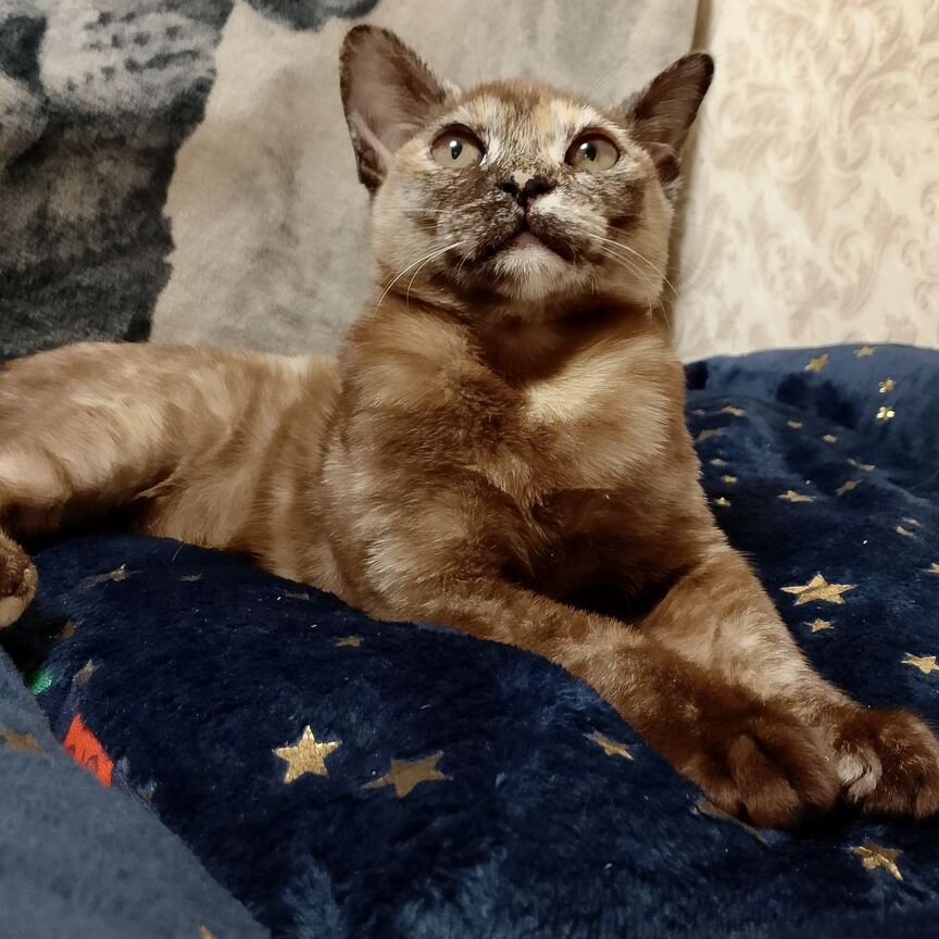 Европейский бурманский котёнок