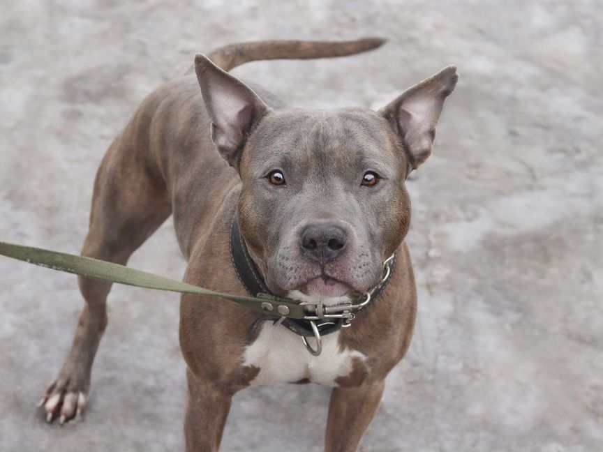 Стаффордширский терьер