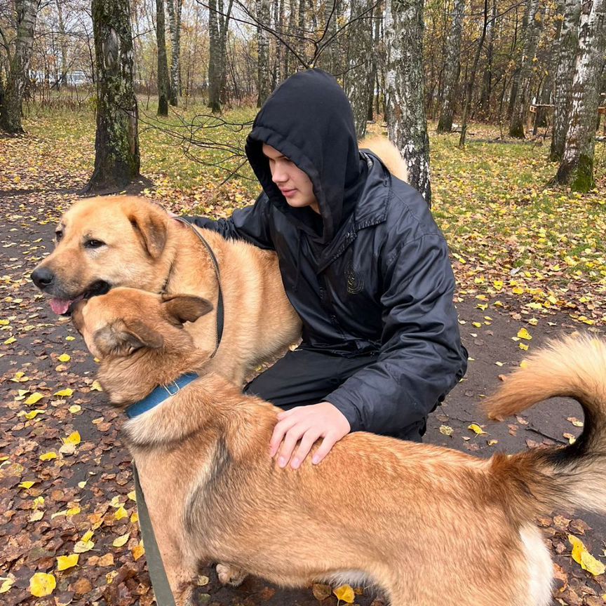 В приюте для собак нужна помощь