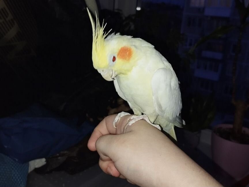 Попугай корелла с клеткой