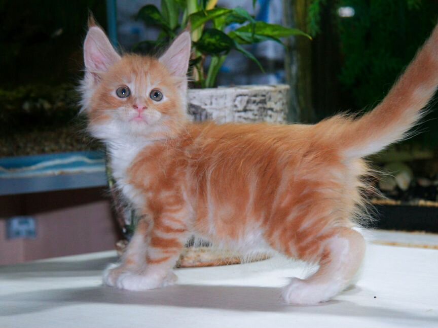 Котята мейн-кун полидакты и классика